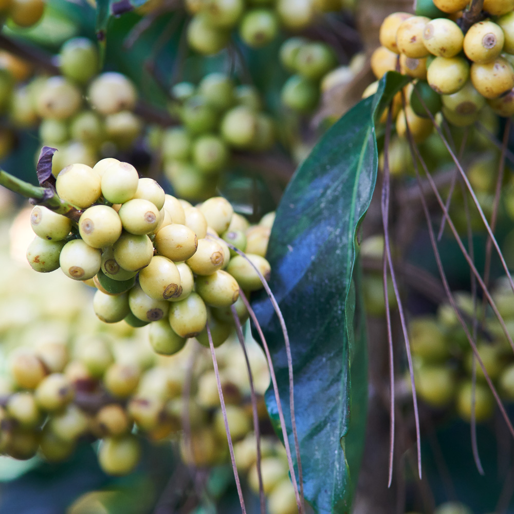 VARIETIES – Small Bag Specialty Green Coffee – La Bodega