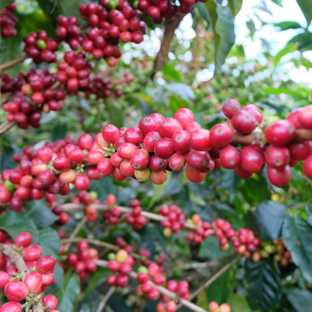 VARIETIES – Small Bag Specialty Green Coffee – La Bodega