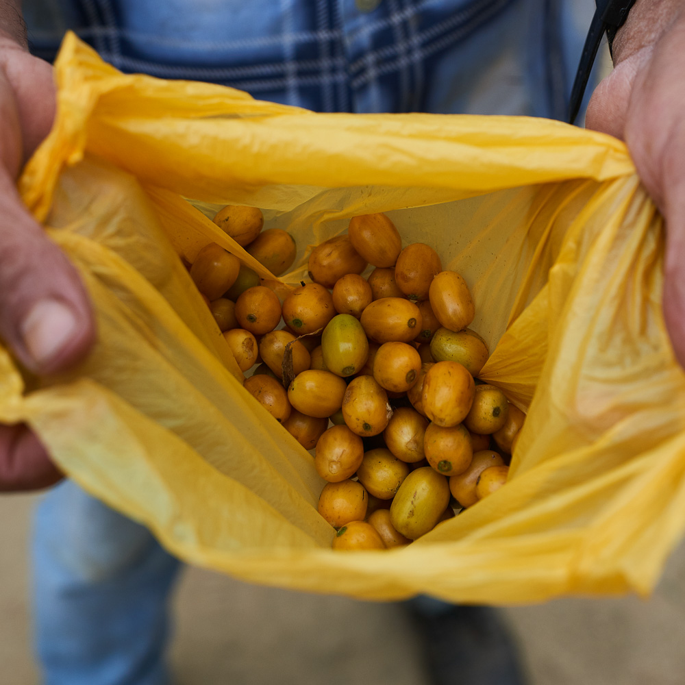 VARIETIES – Small Bag Specialty Green Coffee – La Bodega