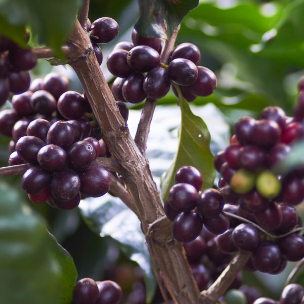 VARIETIES – Small Bag Specialty Green Coffee – La Bodega