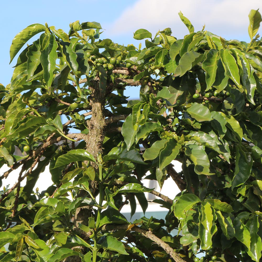 VARIETIES – Small Bag Specialty Green Coffee – La Bodega