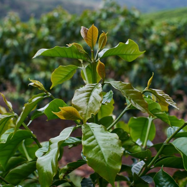 VARIETIES – Small Bag Specialty Green Coffee – La Bodega