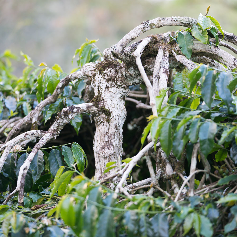 VARIETIES – Small Bag Specialty Green Coffee – La Bodega